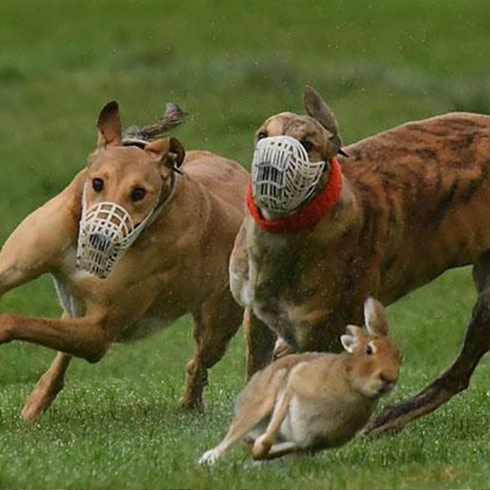 COVID19: Coursing Verbot in Irland - Greyhound Protection