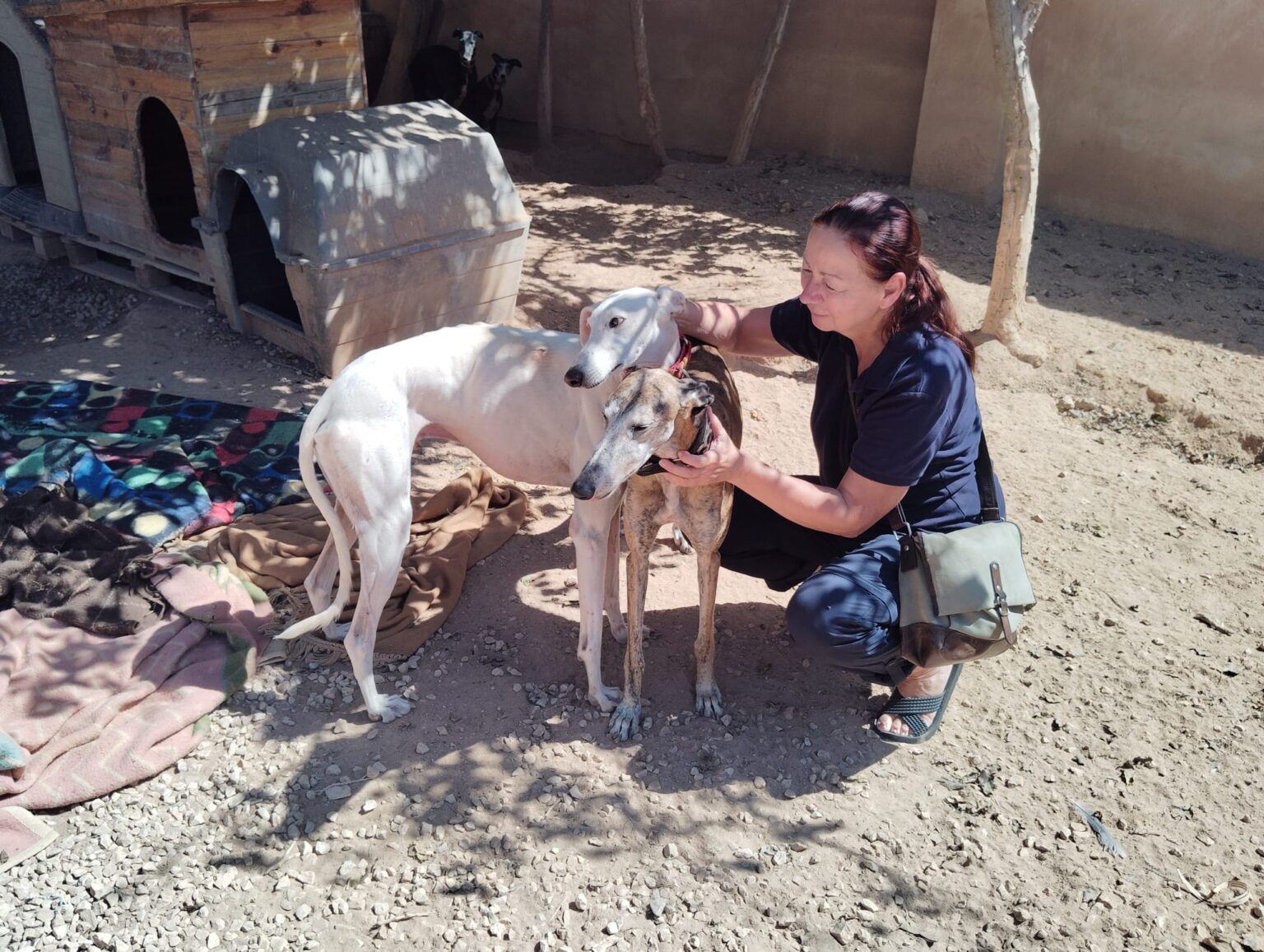 Angel - Greyhound Protection